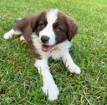 PET SUPPLIES – Riverview Produce