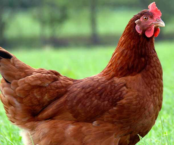 Poultry – Riverview Produce